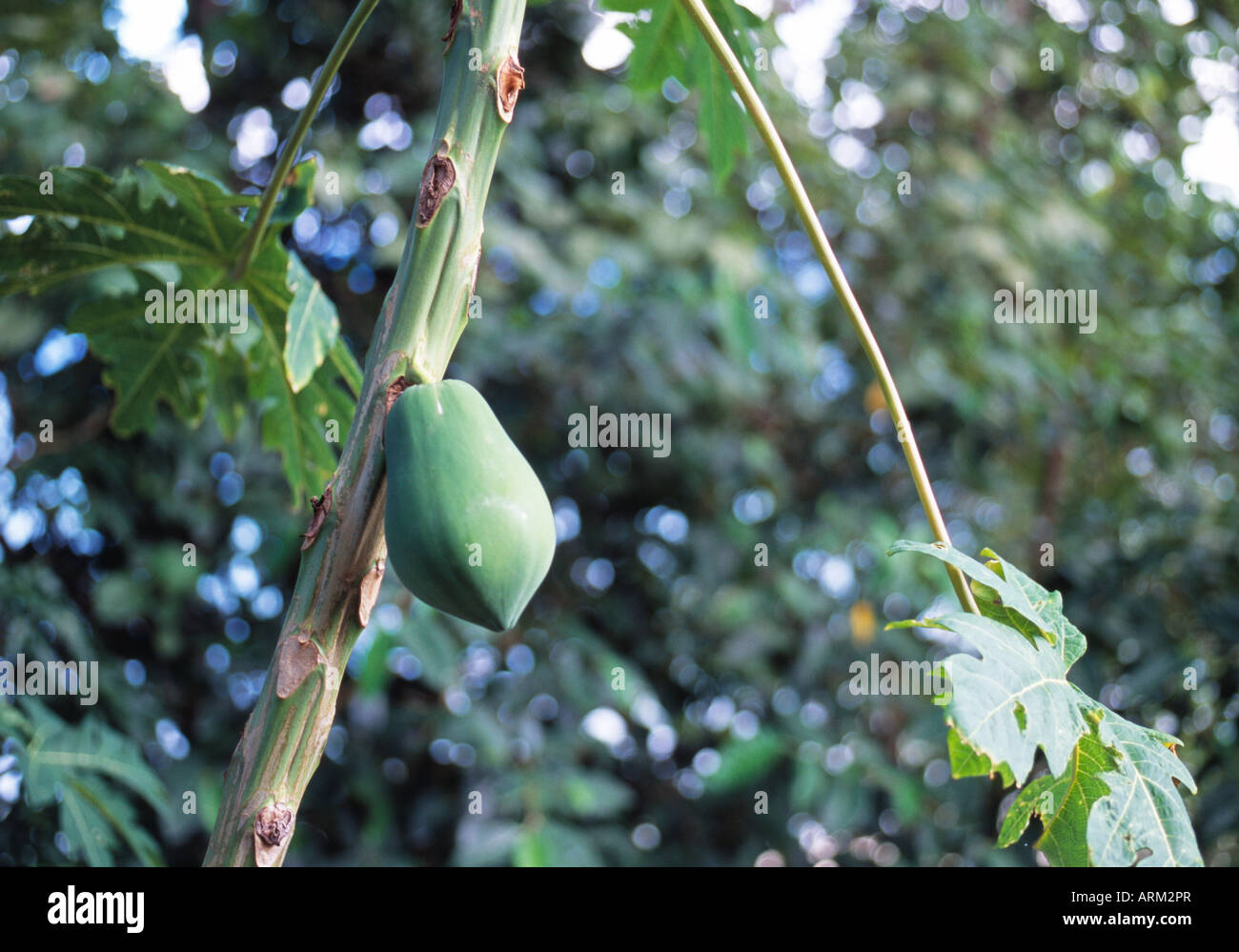 Tropical fruits fiji hi-res stock photography and images - Alamy