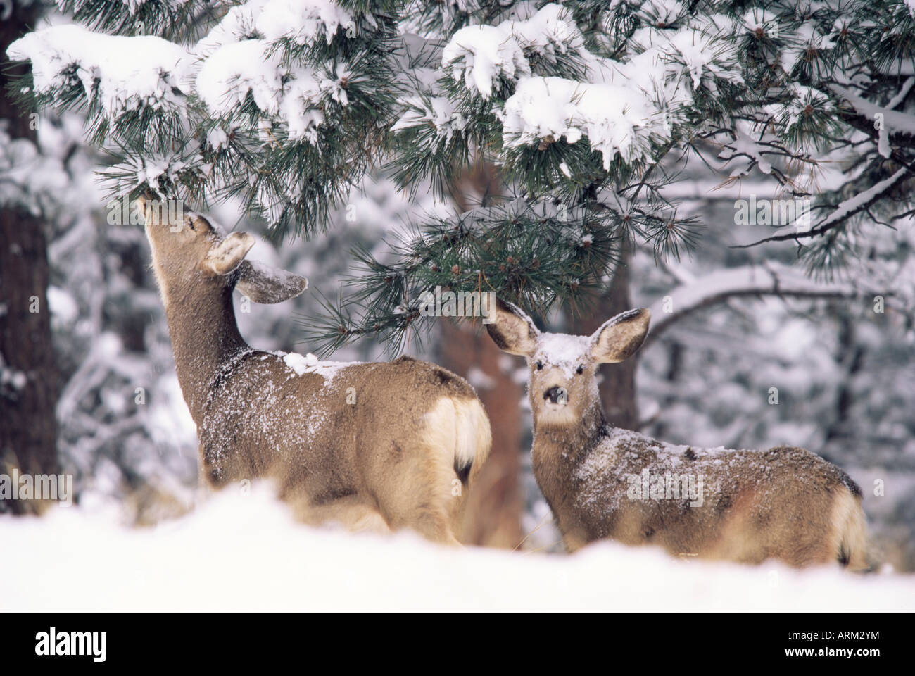 Fawn colour hi-res stock photography and images - Alamy
