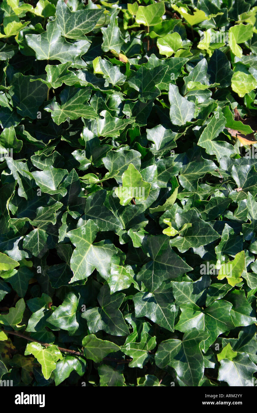 Ivory leaf hi-res stock photography and images - Alamy