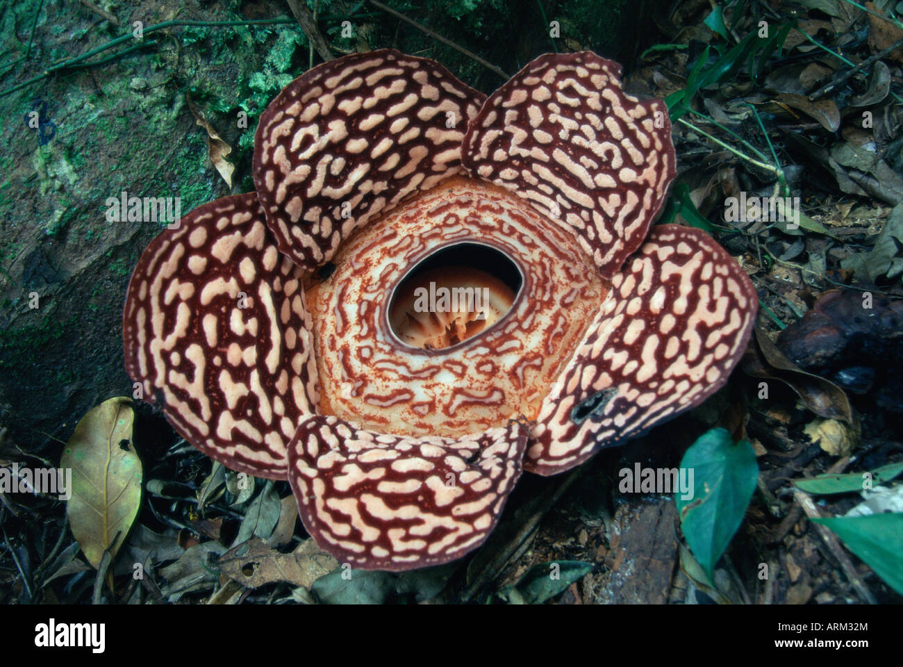 Close-up of the Rafflesia, the world's largest flowering plant, Borneo ...