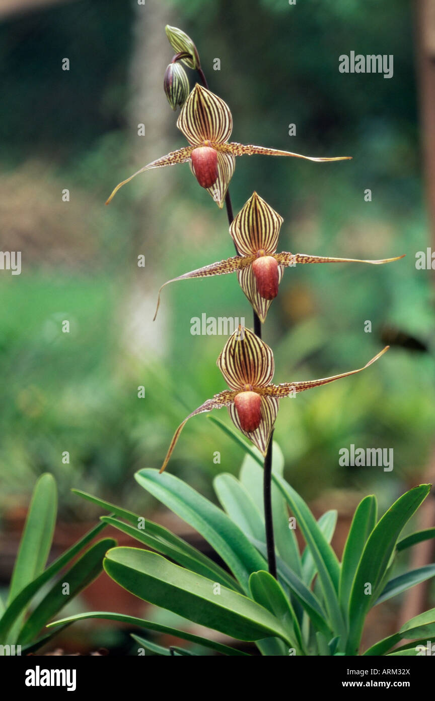 Close-up of a rare orchid flower, Borneo, Asia Stock Photo - Alamy