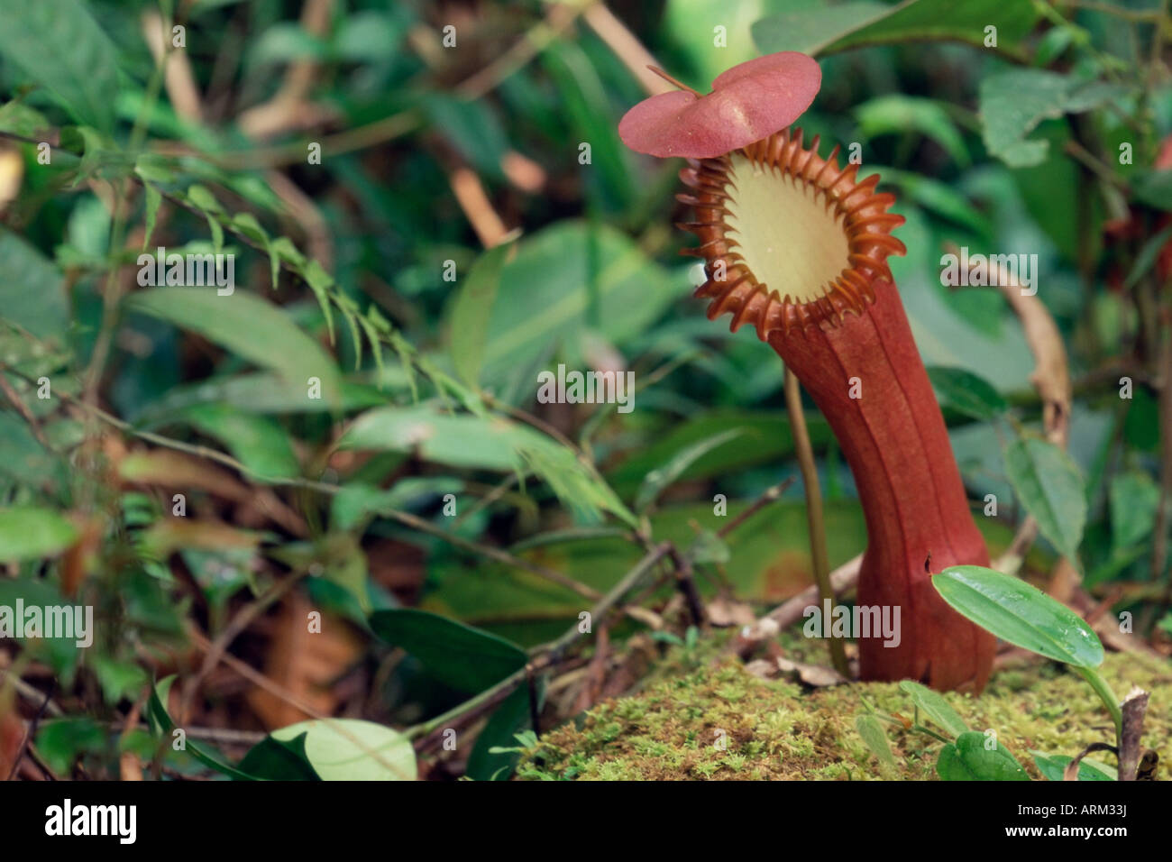 Insectivorous Pitcher plant, Borneo, Asia Stock Photo - Alamy