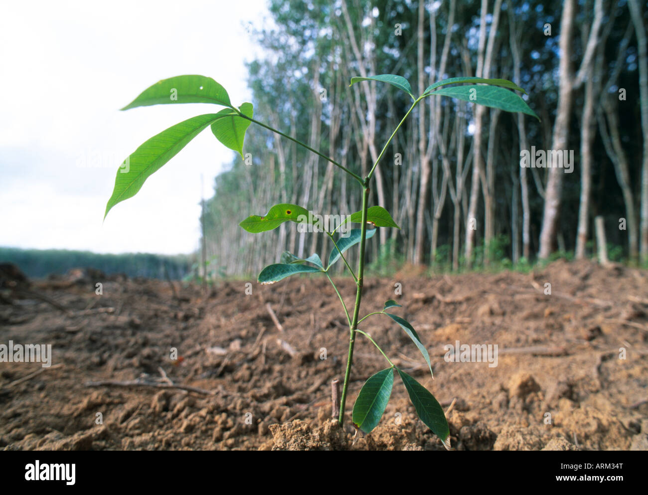 Young rubber tree Stock Photo - Alamy