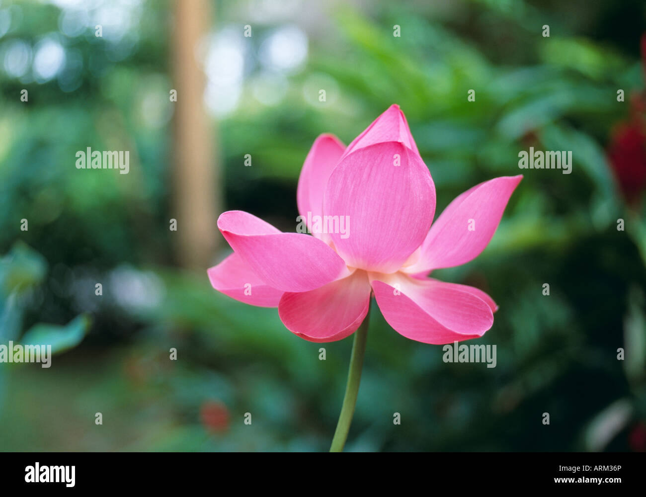 Bloomed lotus flowers hi-res stock photography and images - Alamy