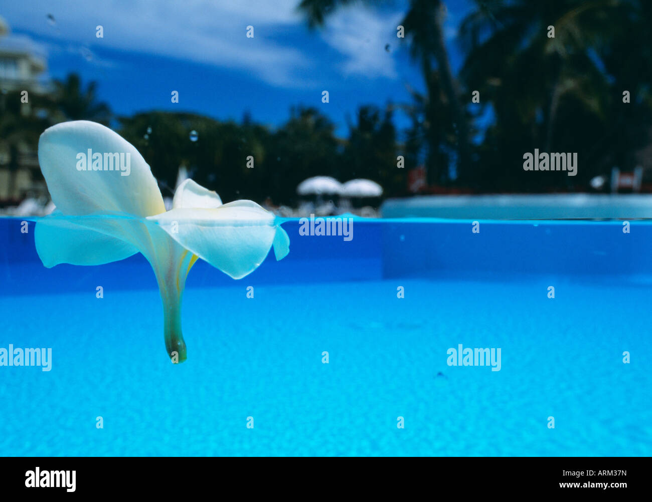 Plumeria flower floating in water Stock Photo - Alamy