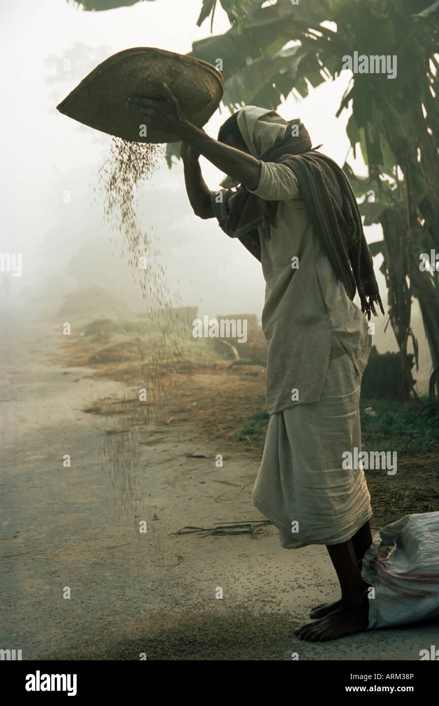 Woman sifting grain, Vaishali, Bihar state, India, Asia Stock Photo - Alamy
