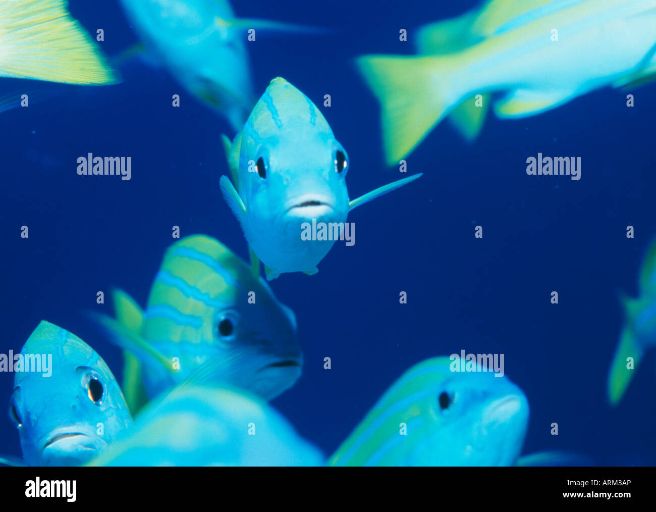 School of fish with yellow face hi-res stock photography and images - Alamy