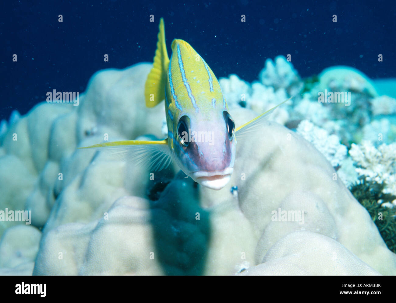 Blue and yellow snapper(Lutjanus kasmira), Great Barrier Reef Stock ...