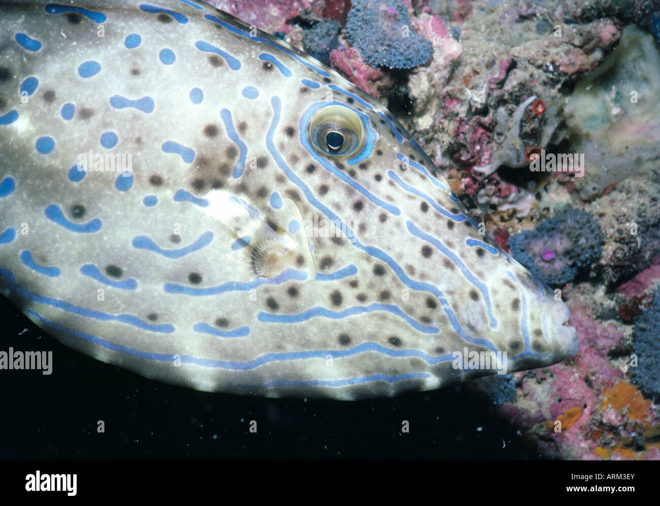 Aluterus scriptus, Philippines Stock Photo - Alamy