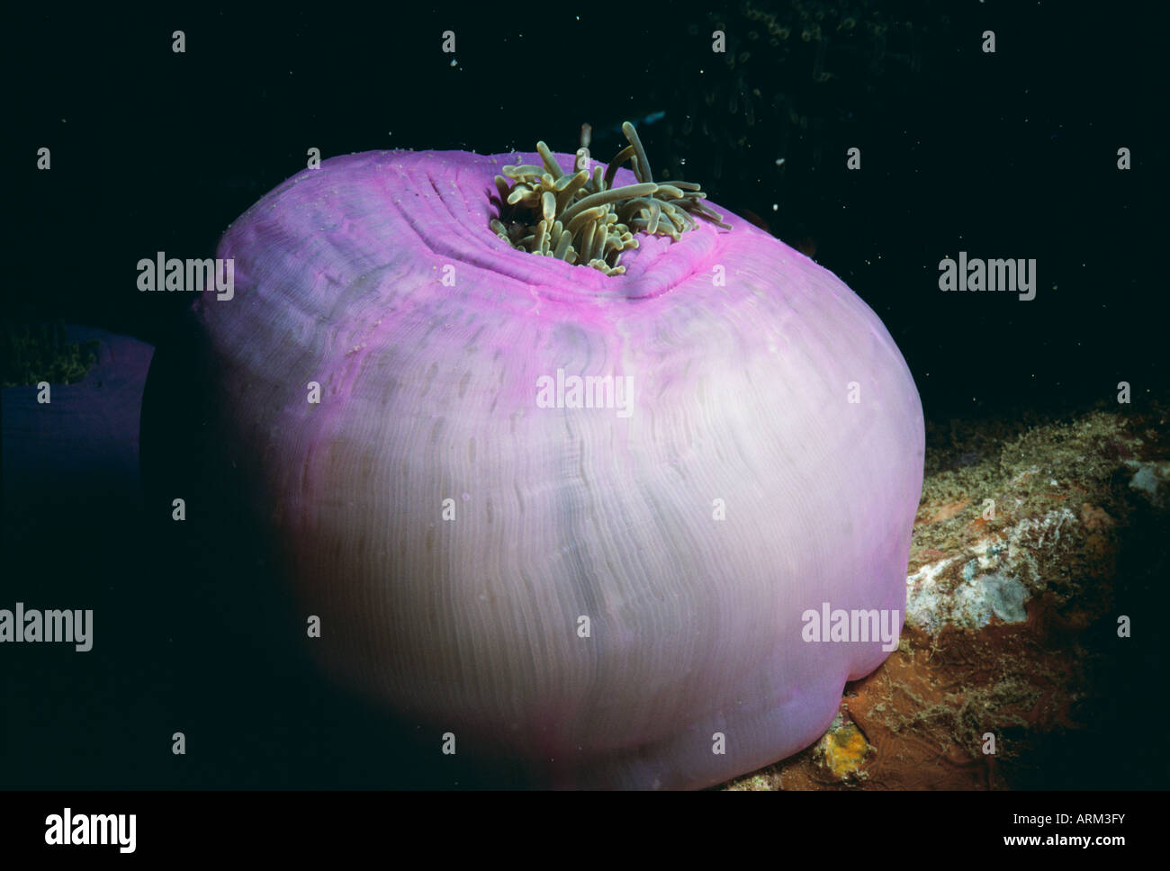 Radianthus magnifica hi-res stock photography and images - Alamy
