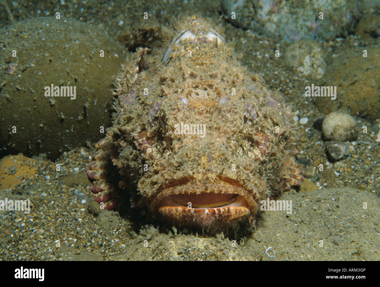 Inimicus japonicus hi-res stock photography and images - Alamy