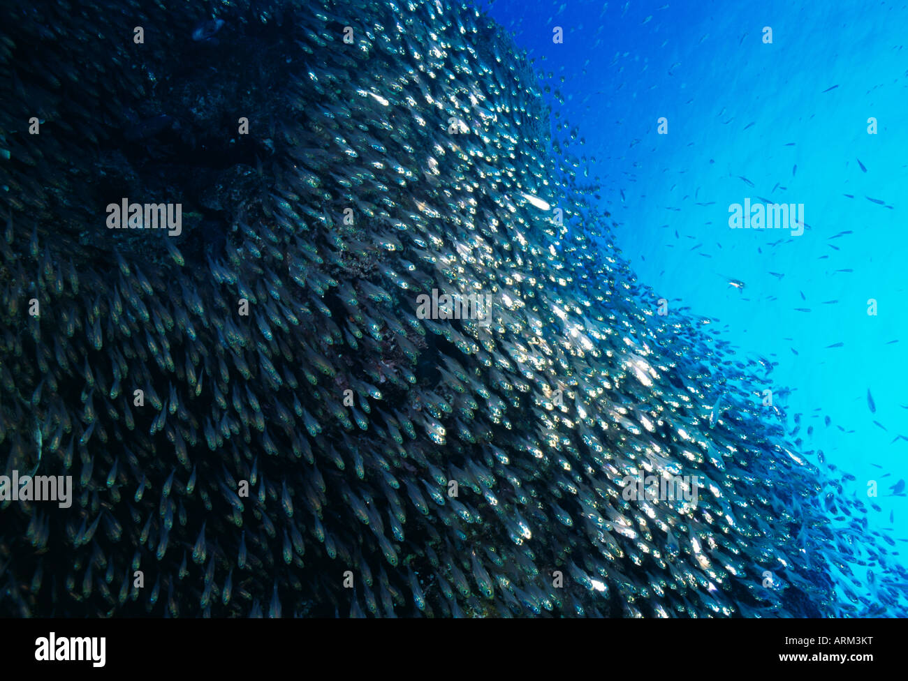 Slender sweeper (Parapriacanthus Ransonneti), Okinawa, Japan Stock ...