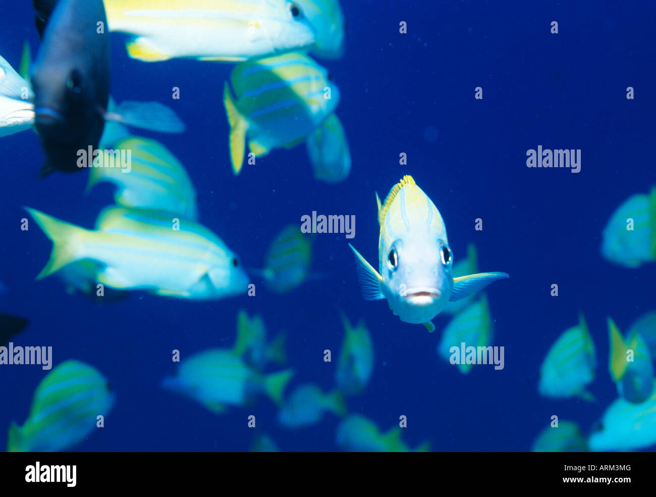 Blue and yellow snapper (Lutjanus kasmira), Okinawa, Japan Stock Photo ...