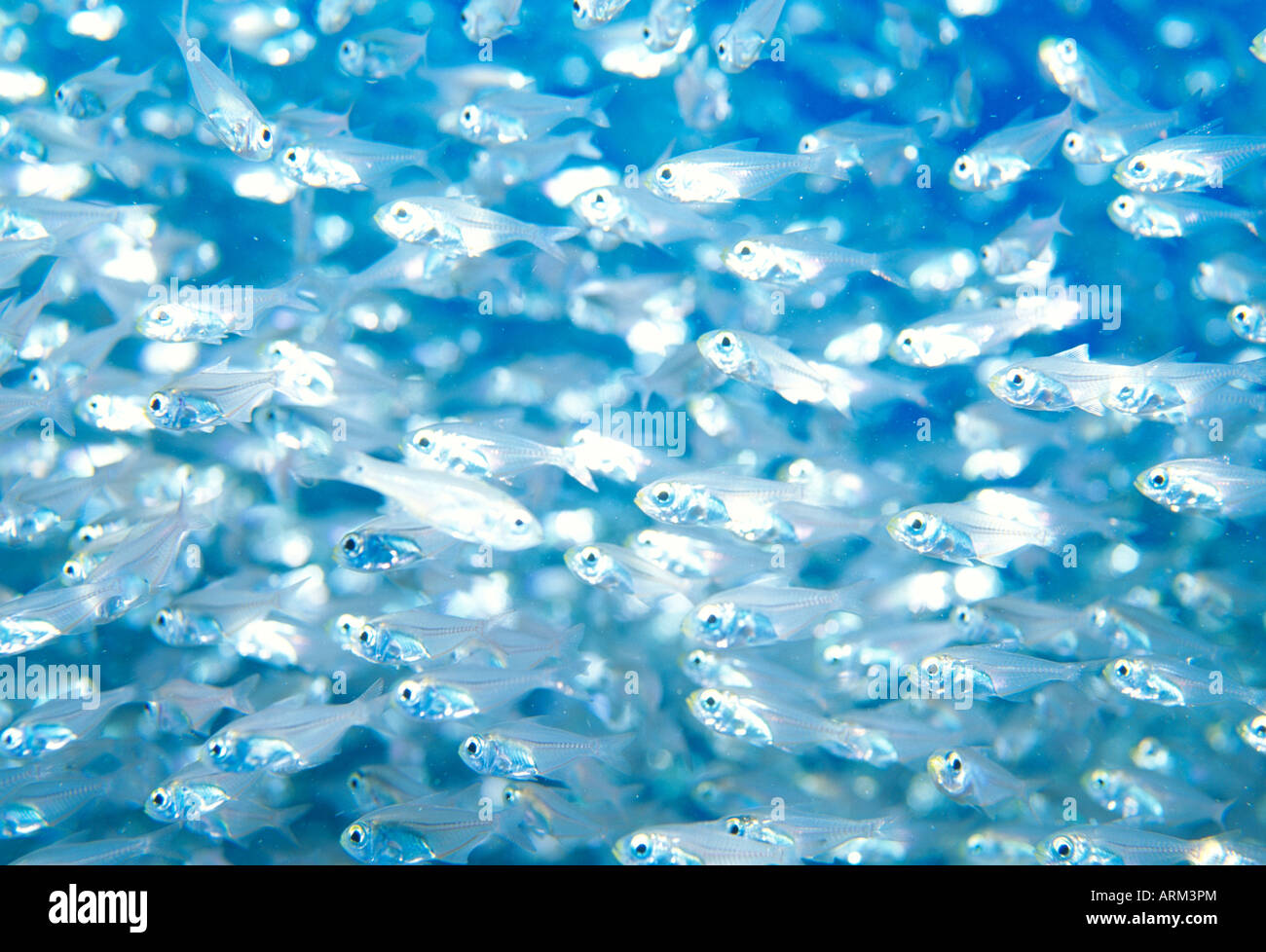 Slender sweeper (Parapriacanthus Ransonneti), Okinawa, Japan Stock ...