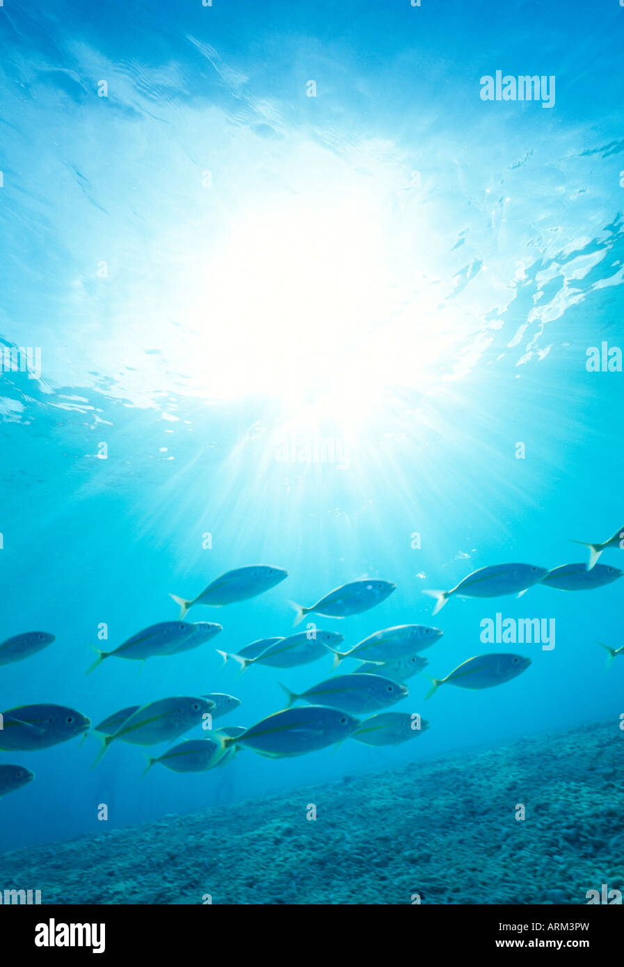 Striped jack (Pseudocranx dentex), Okinawa, Japan Stock Photo - Alamy