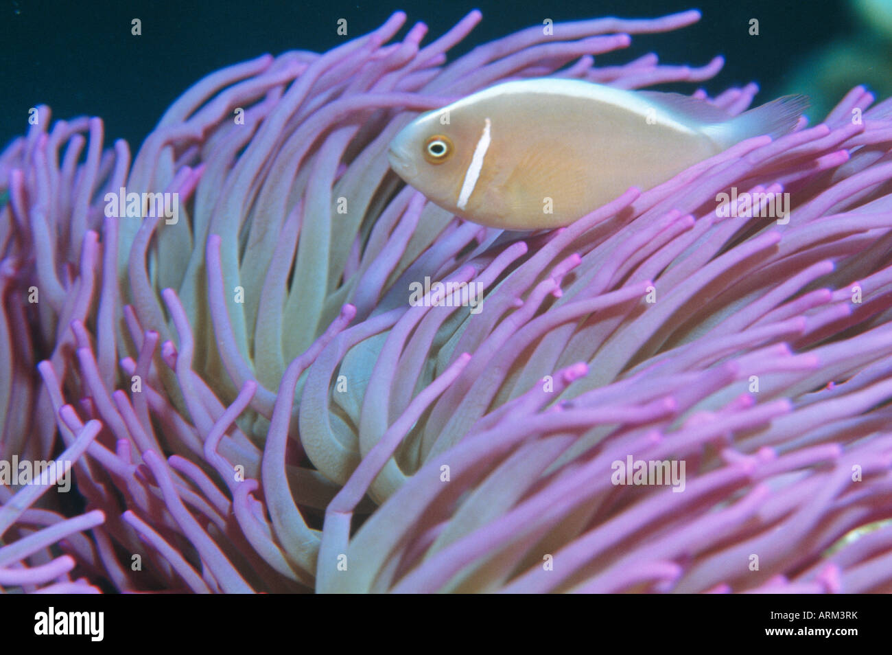 Pink anemonefish(Amhiprion perideraion) and Pink Sea Anemone(Radianthus ...