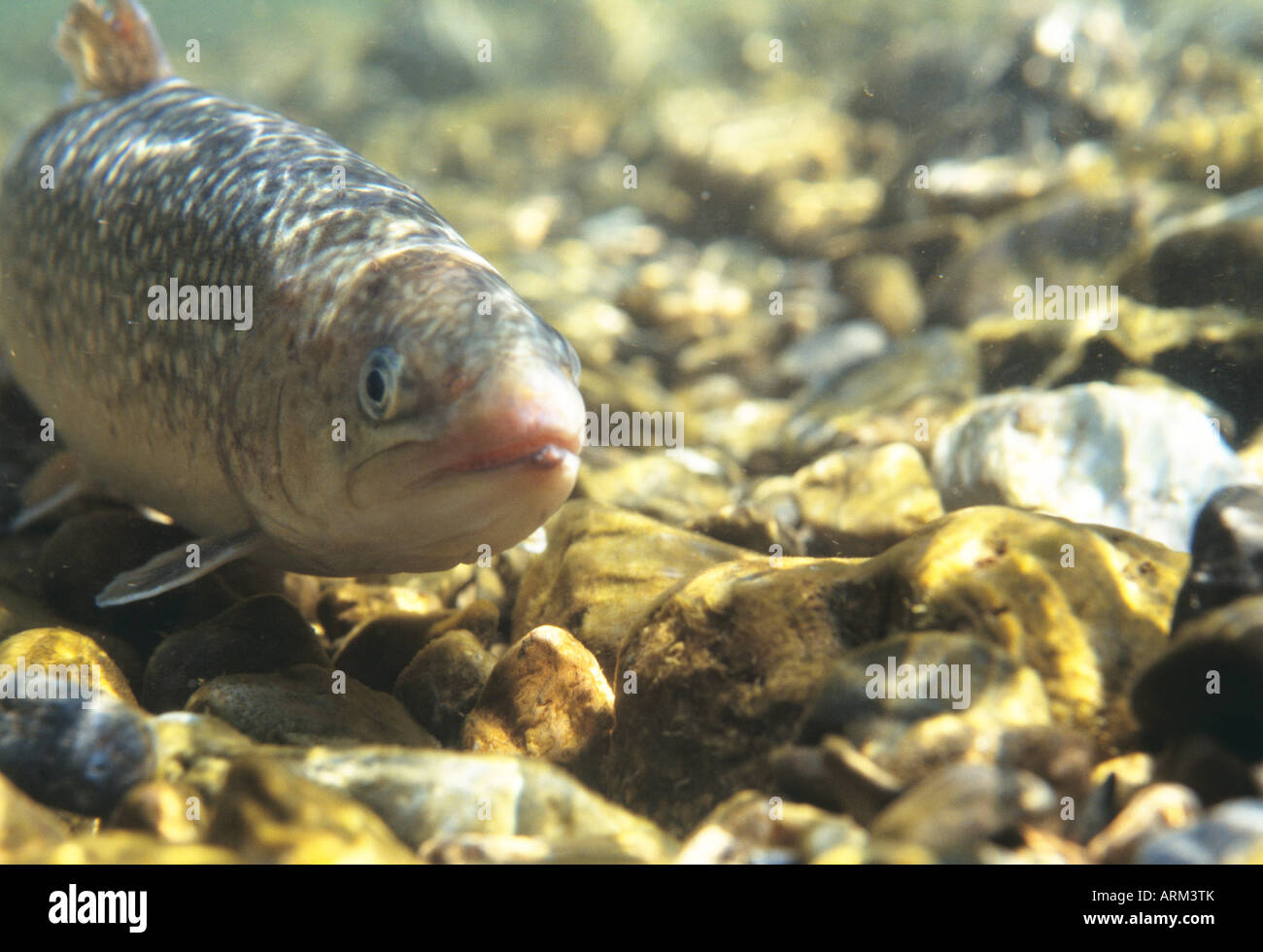 Pluvius hi-res stock photography and images - Alamy