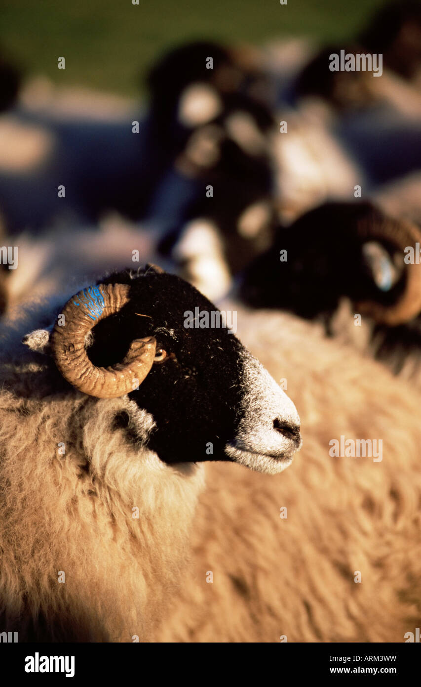 Croglin hi-res stock photography and images - Alamy
