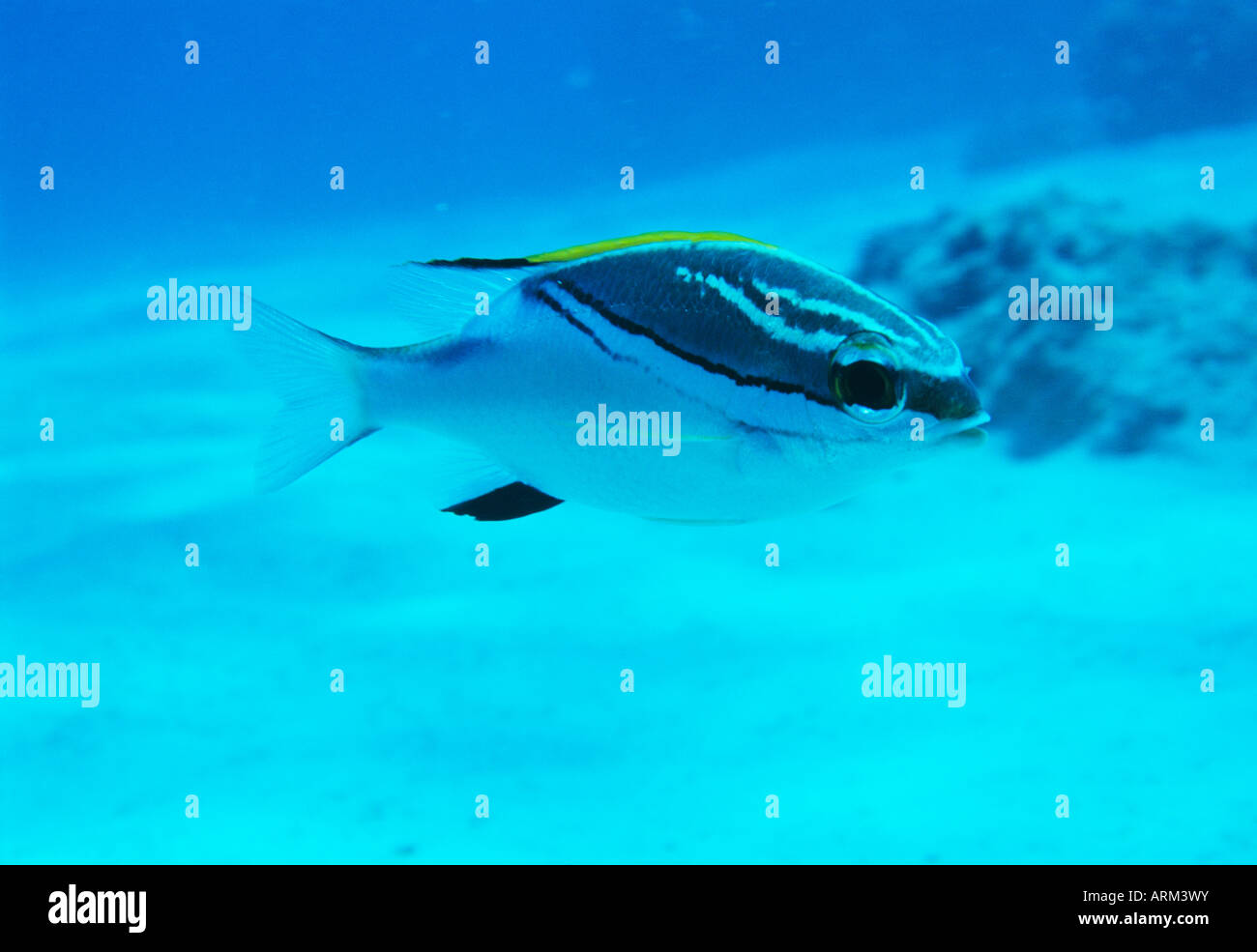 Twolined monocle bream (Scolopsis bilineatus), Okinawa, Japan Stock ...