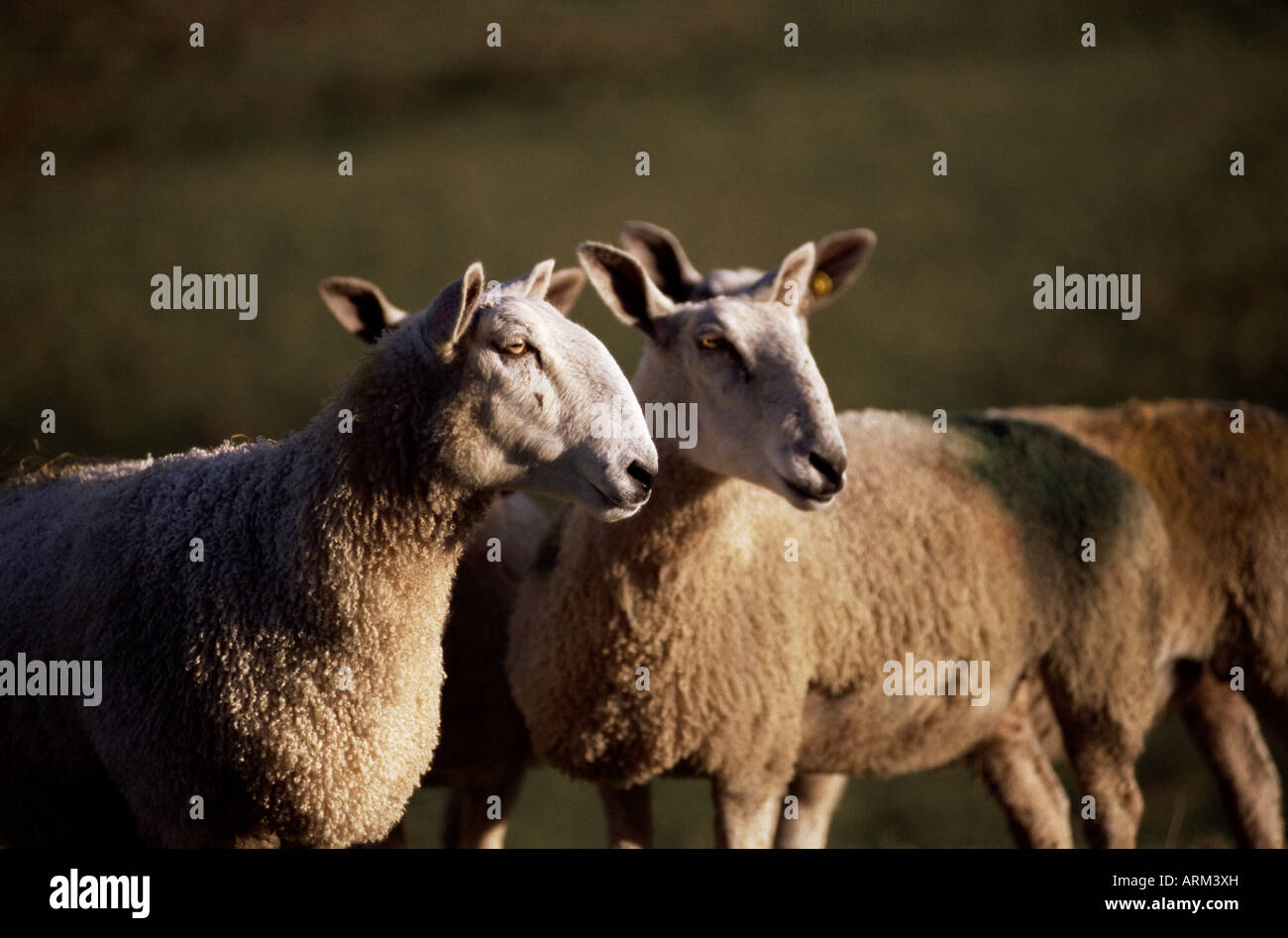 Blue faced leicester sheep hi-res stock photography and images - Alamy