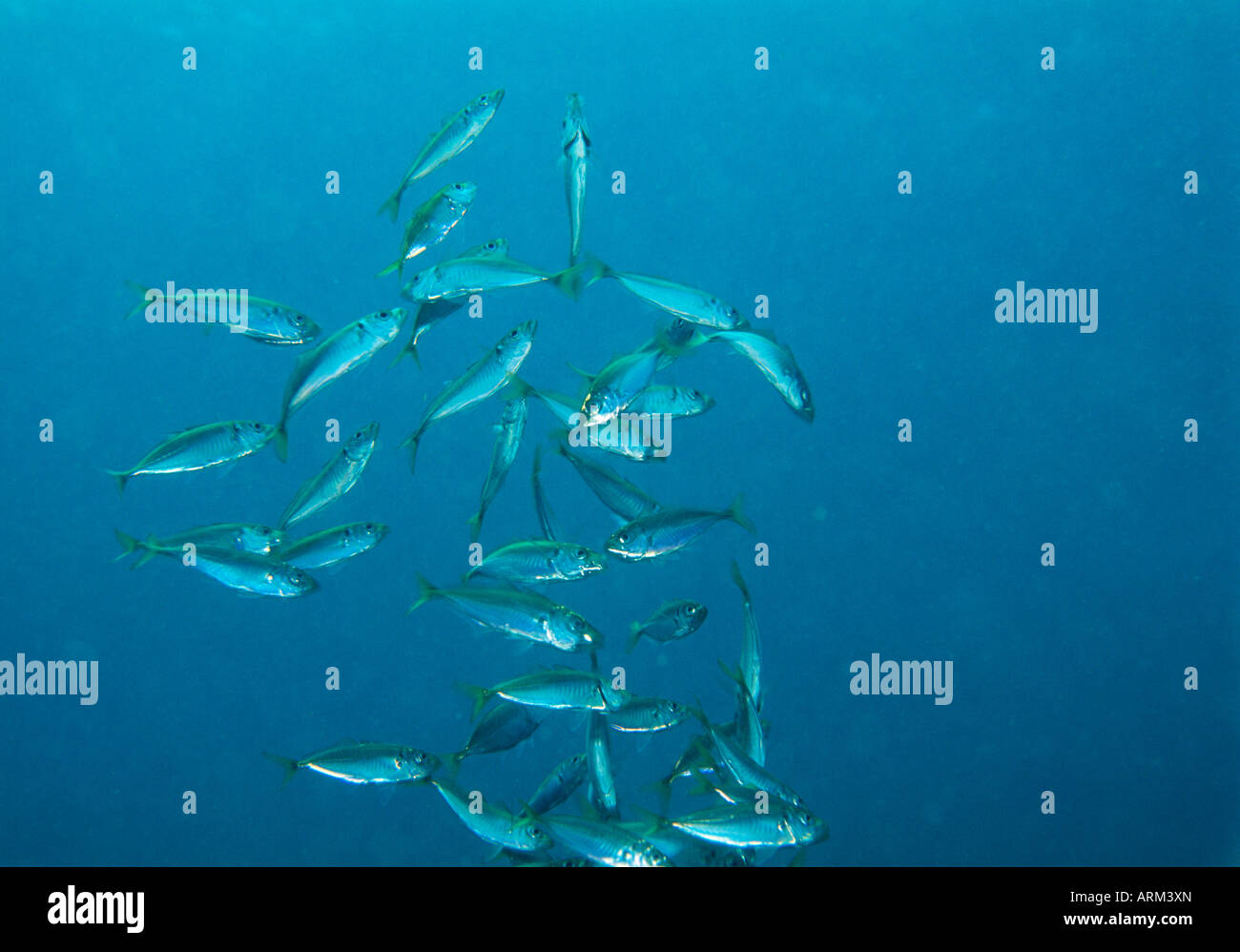 Yellowfin horse mackerel (Trachurus jjaponicus), Kochi, Japan Stock ...