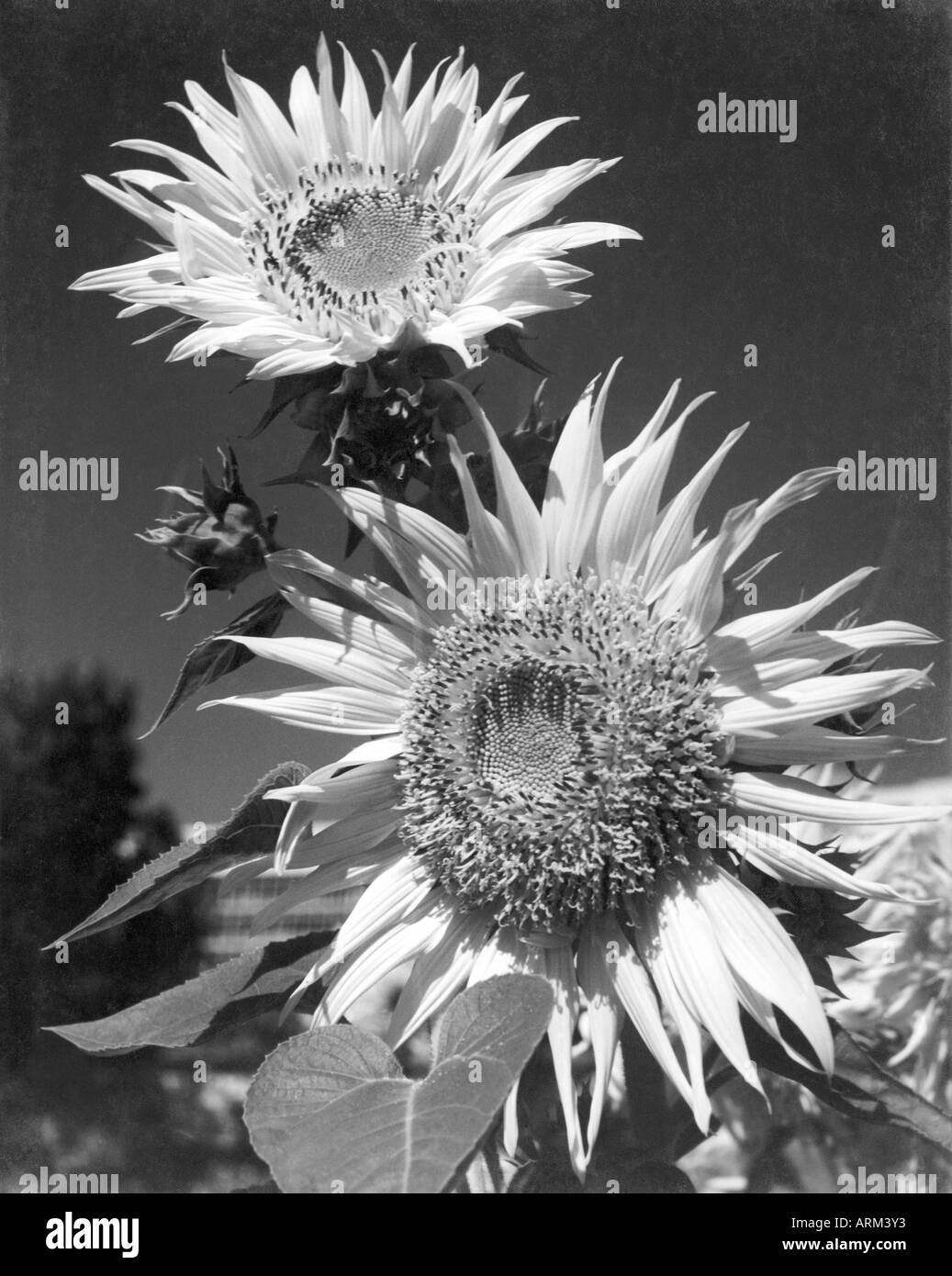 Two sun flowers Black and White Stock Photos & Images - Alamy