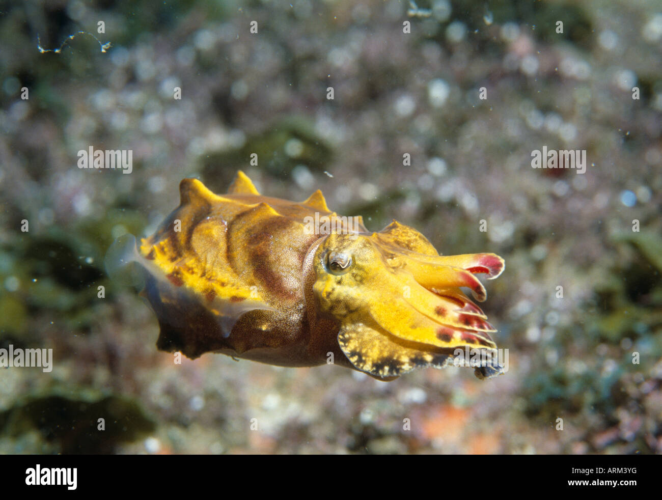 Squid, Metasepia tullbergi, Japan Stock Photo - Alamy