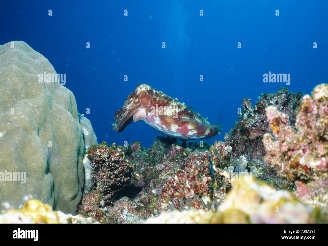 Vanuatu fish hi-res stock photography and images - Alamy