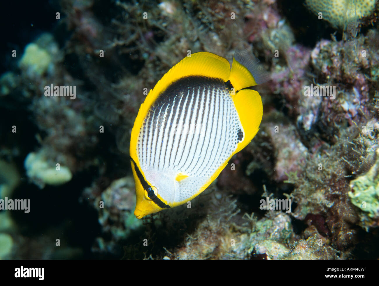 Blackbacked Butterflyfish (Chaetodon Melannotus), Philippines Stock ...