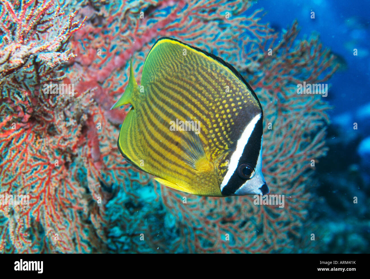 Whitecollar coralfish (Chaetodon auripes), Okinawa, Japan Stock Photo ...