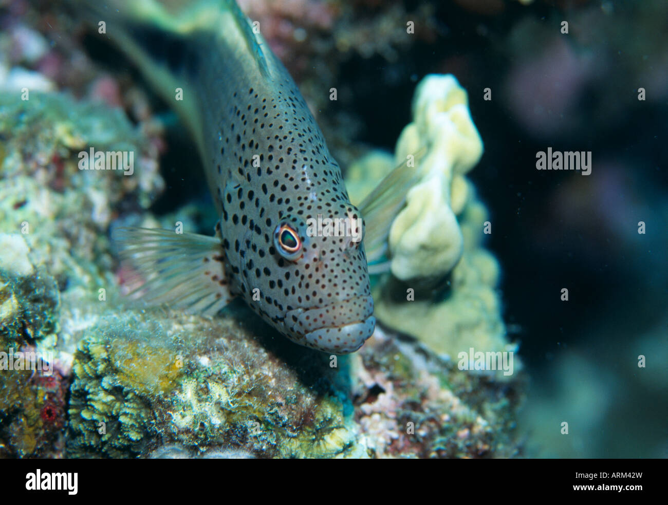 Blackside hawkfish (Paracirrhites forsteri), Okinawa, Japan Stock Photo ...