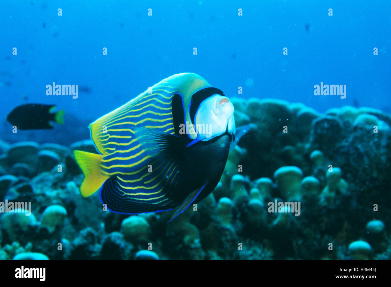 Emperor angelfish (Pomacanthus imperator), Okinawa, Japan Stock Photo ...