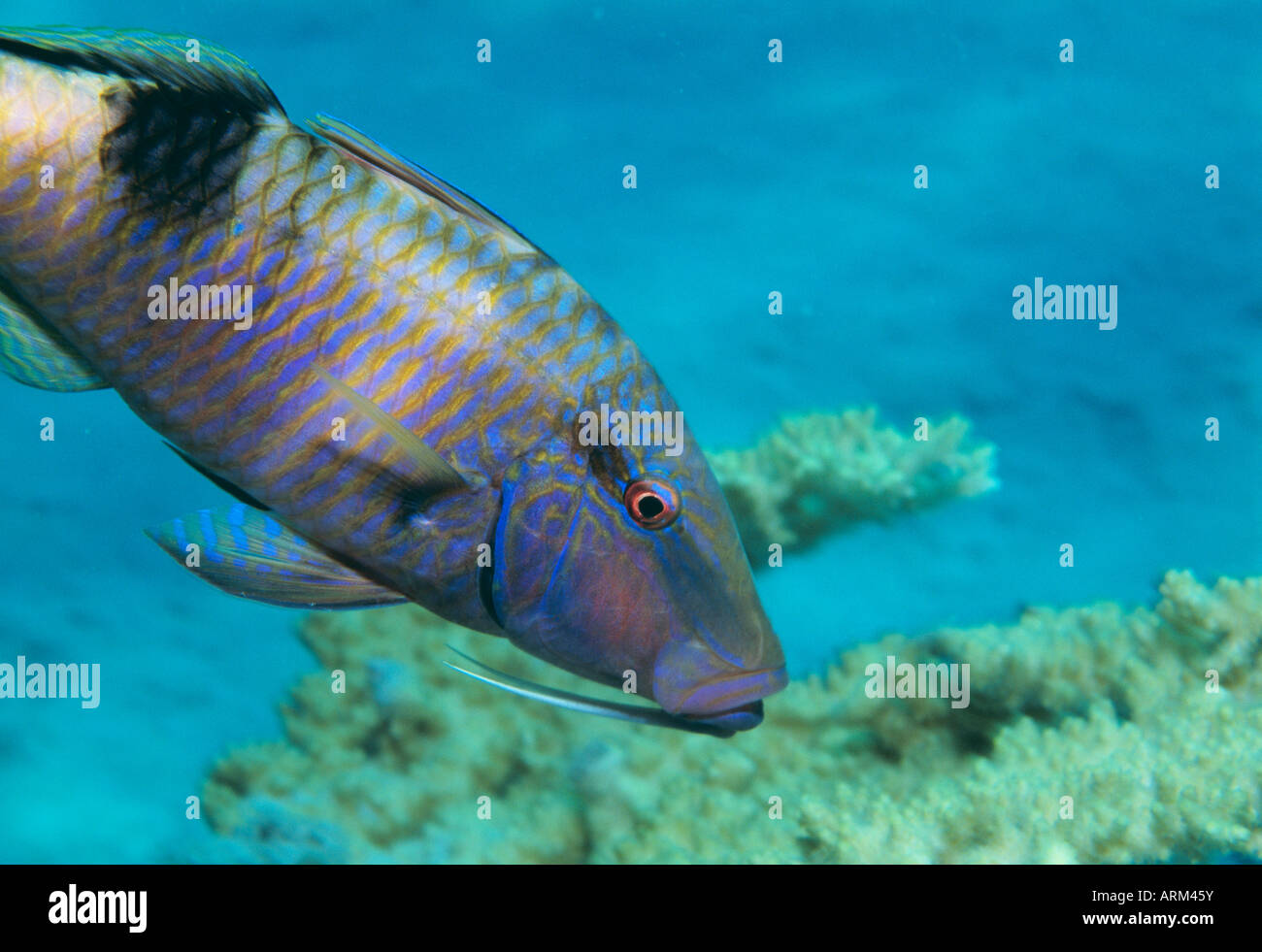 Fivebarred goatfish (Parupeneus trifasciatus), Okinawa, Japan Stock ...