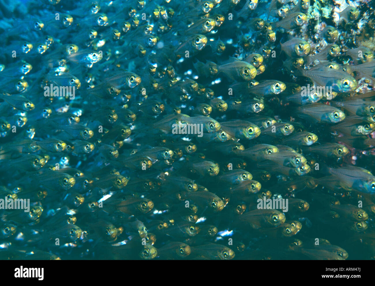 Feedingtropical hi-res stock photography and images - Alamy
