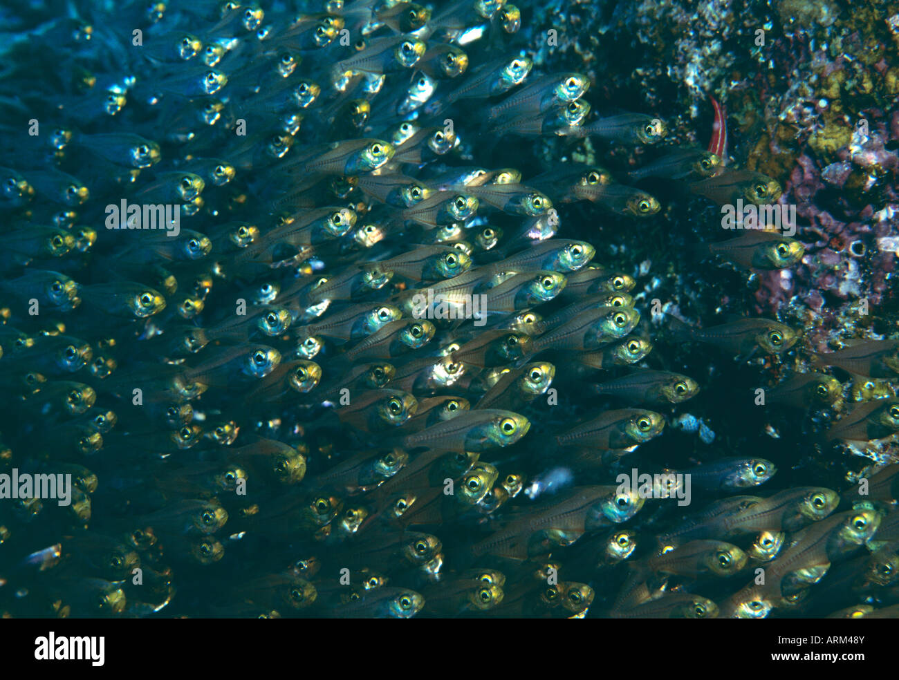 Slender sweeper (Parapriacanthus Ransonneti), Okinawa, Japan Stock ...