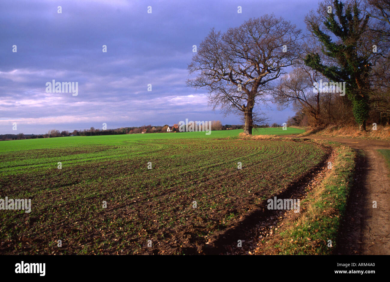 Field path and tree hi-res stock photography and images - Alamy