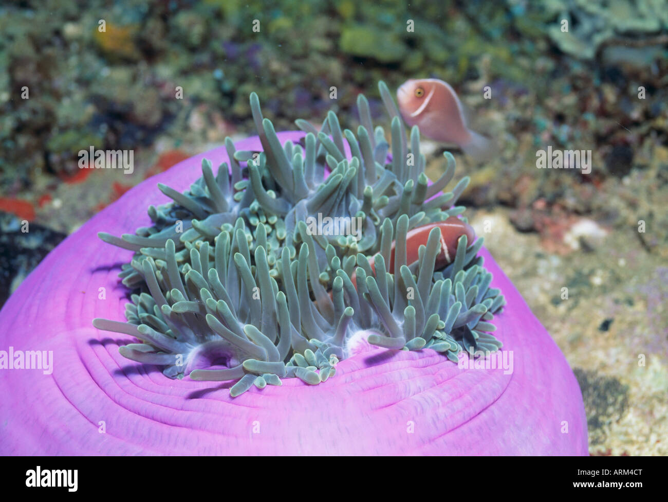 Sea Aemone (Radianthus ritteri), Redan Island, Malaysia Stock Photo - Alamy