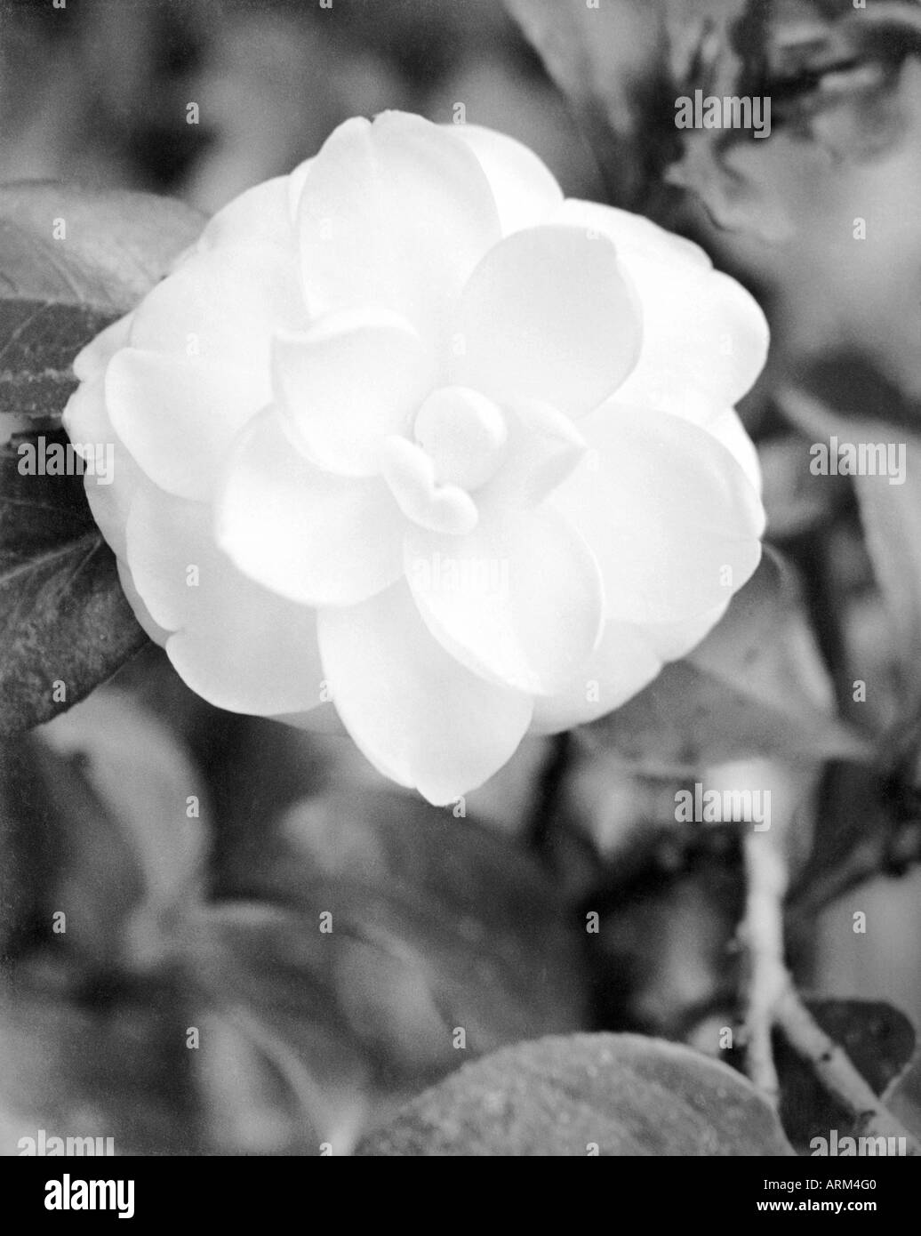 India rose flower Black and White Stock Photos & Images - Alamy