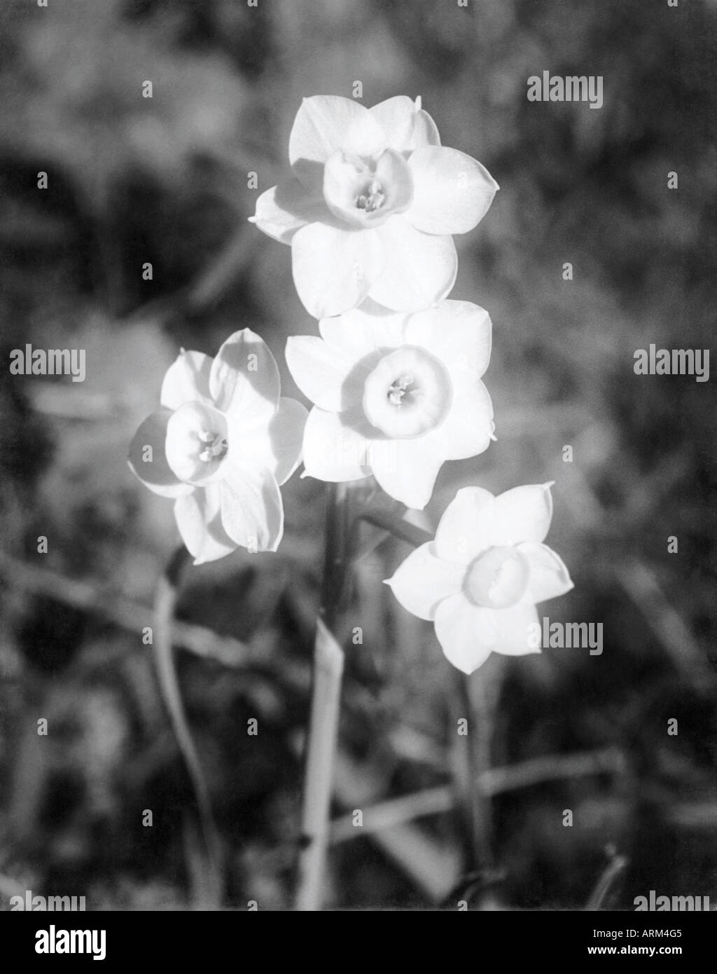 Nargis flowers hi-res stock photography and images - Alamy