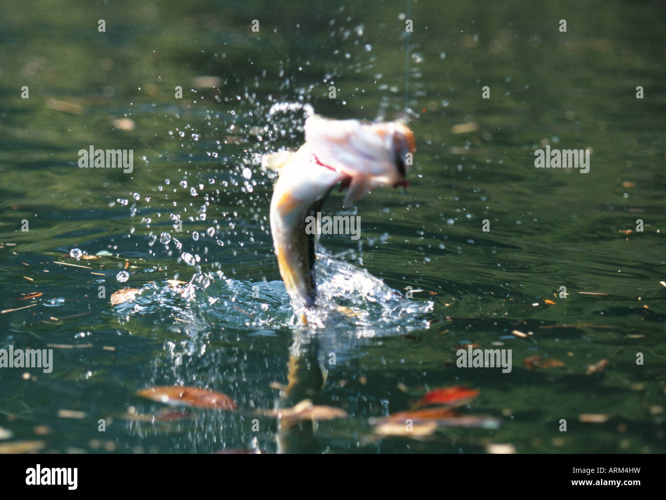 Black bass (Micropterus salmoides salmoides), Nara, Japan Stock Photo ...