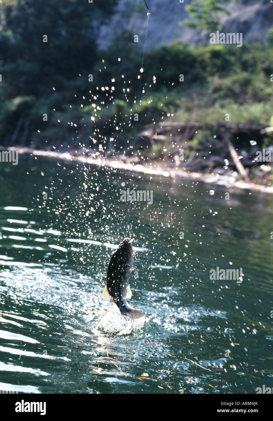 Black bass (Micropterus salmoides salmoides), Nara, Japan Stock Photo ...