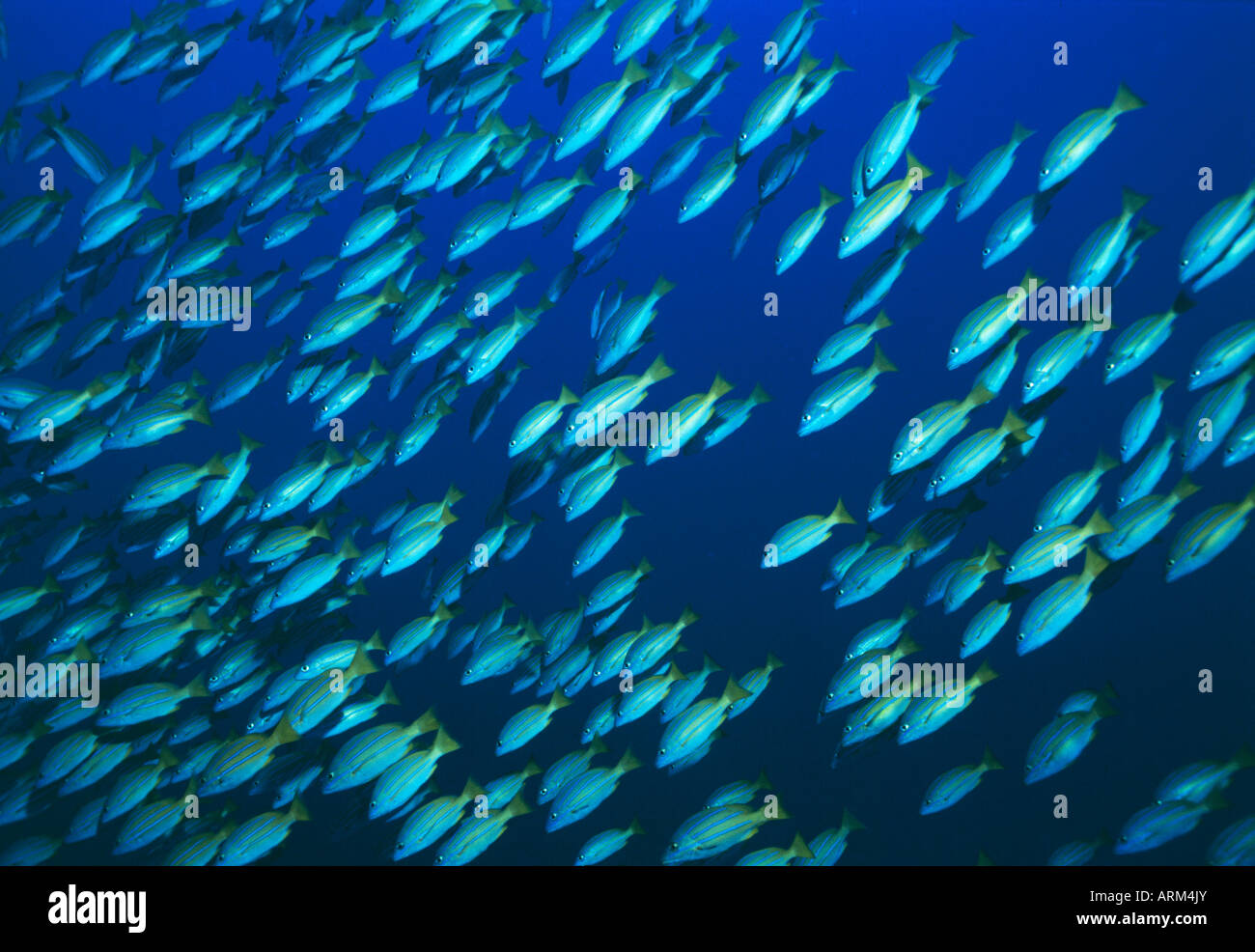 Blue and yellow snapper (Lutjanus kasmira), Hawaii Stock Photo - Alamy
