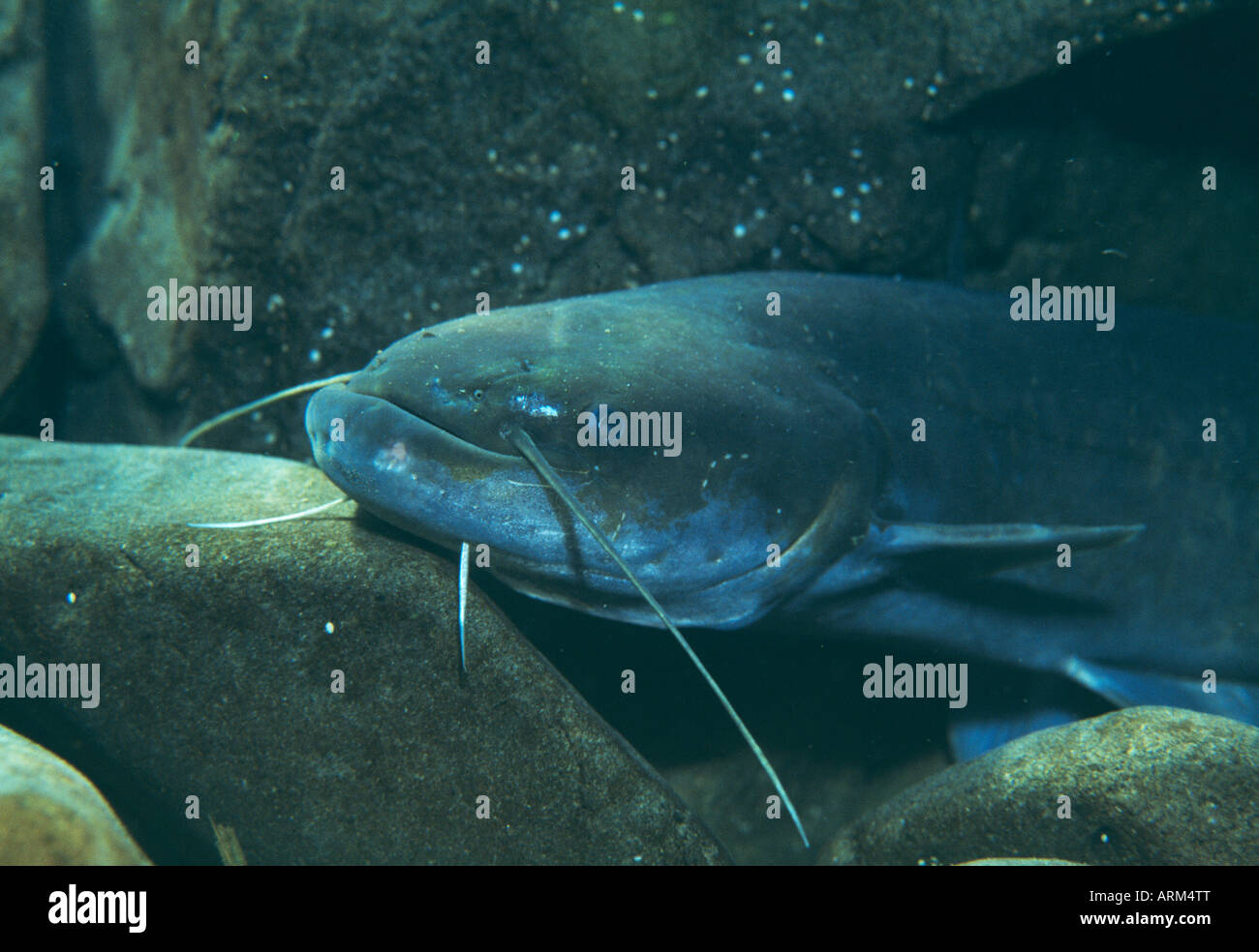 Silurus asotus catfish hi-res stock photography and images - Alamy
