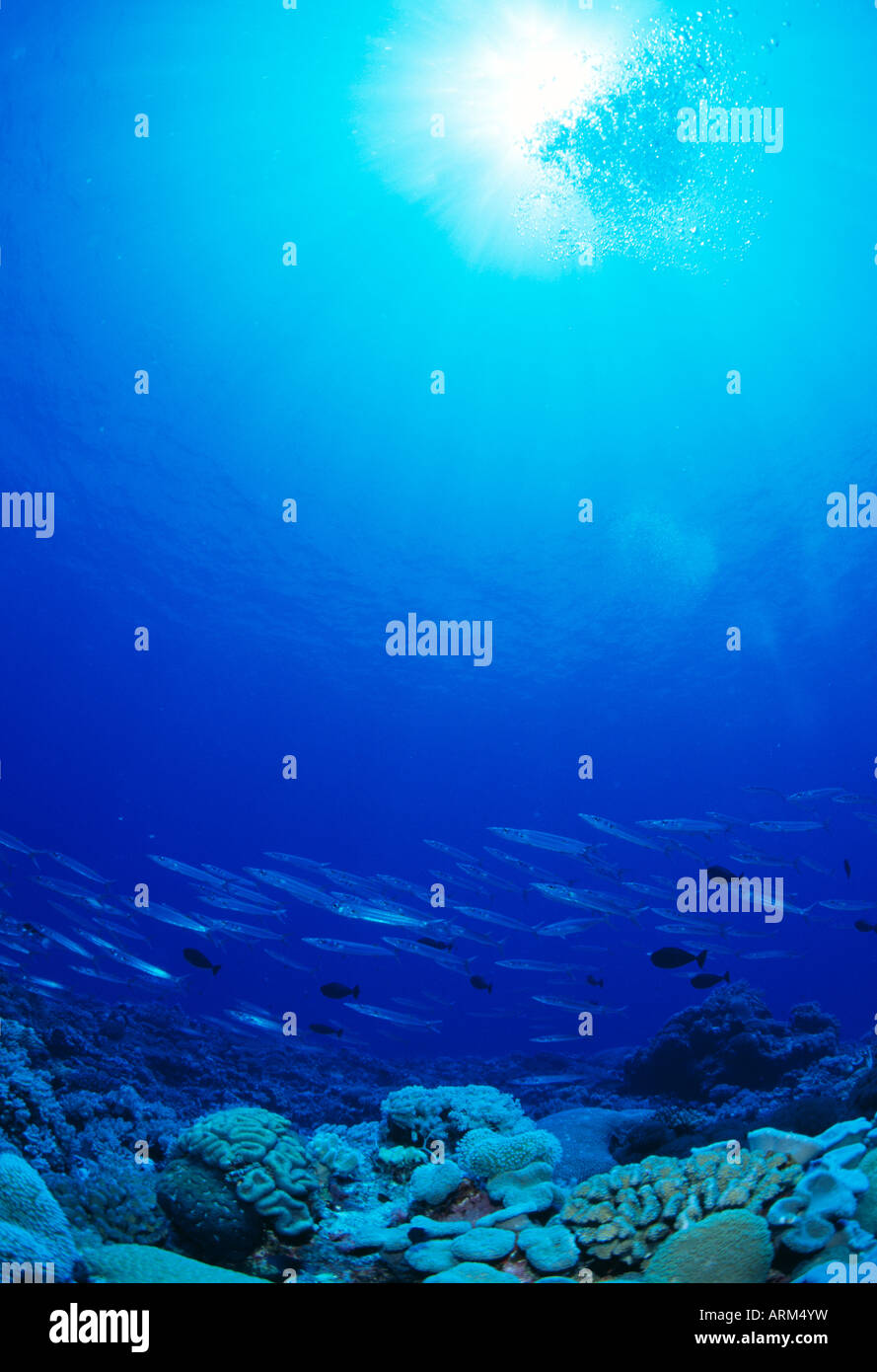 Barracuda (Sphyraenidae), Okinawa, Japan Stock Photo - Alamy