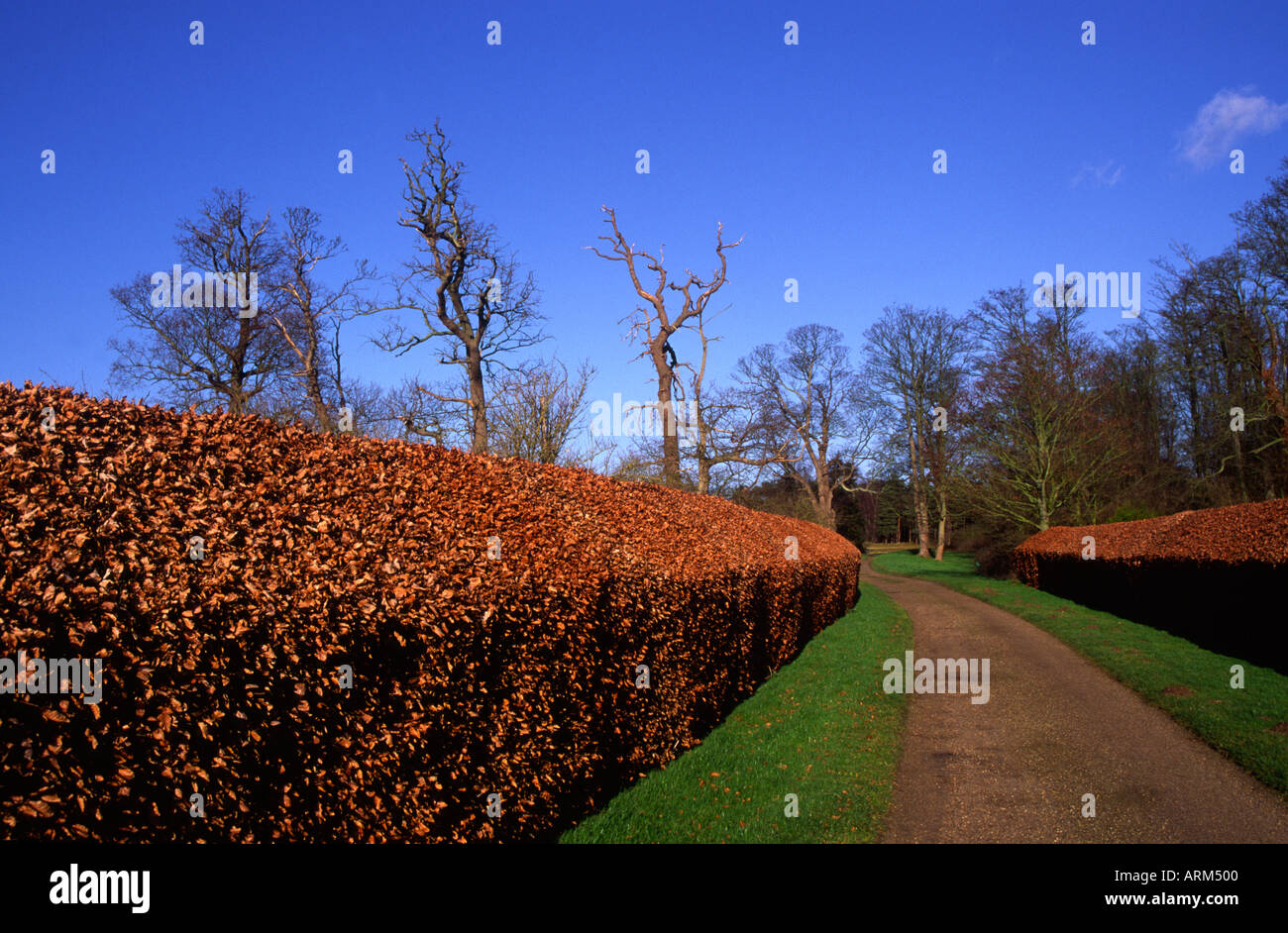 Beech hedge with blue sky winter Stock Photo - Alamy