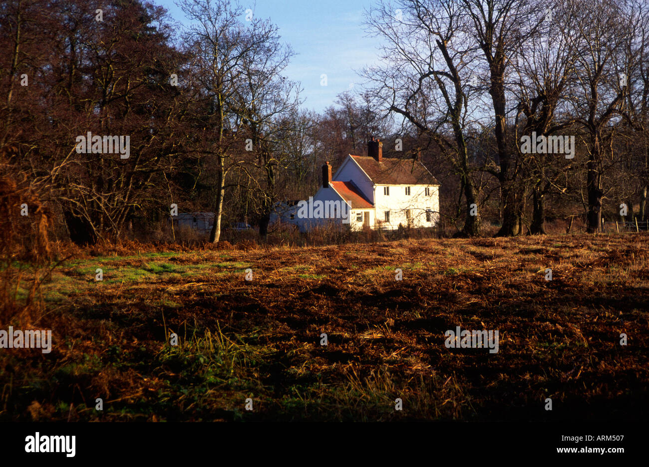 Beech hedge with blue sky winter Stock Photo - Alamy