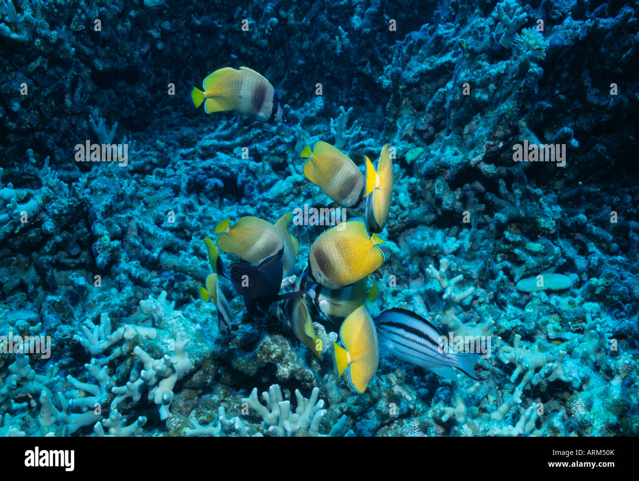 Butterflyfish eating corals, Tonga, South Pacific Stock Photo - Alamy