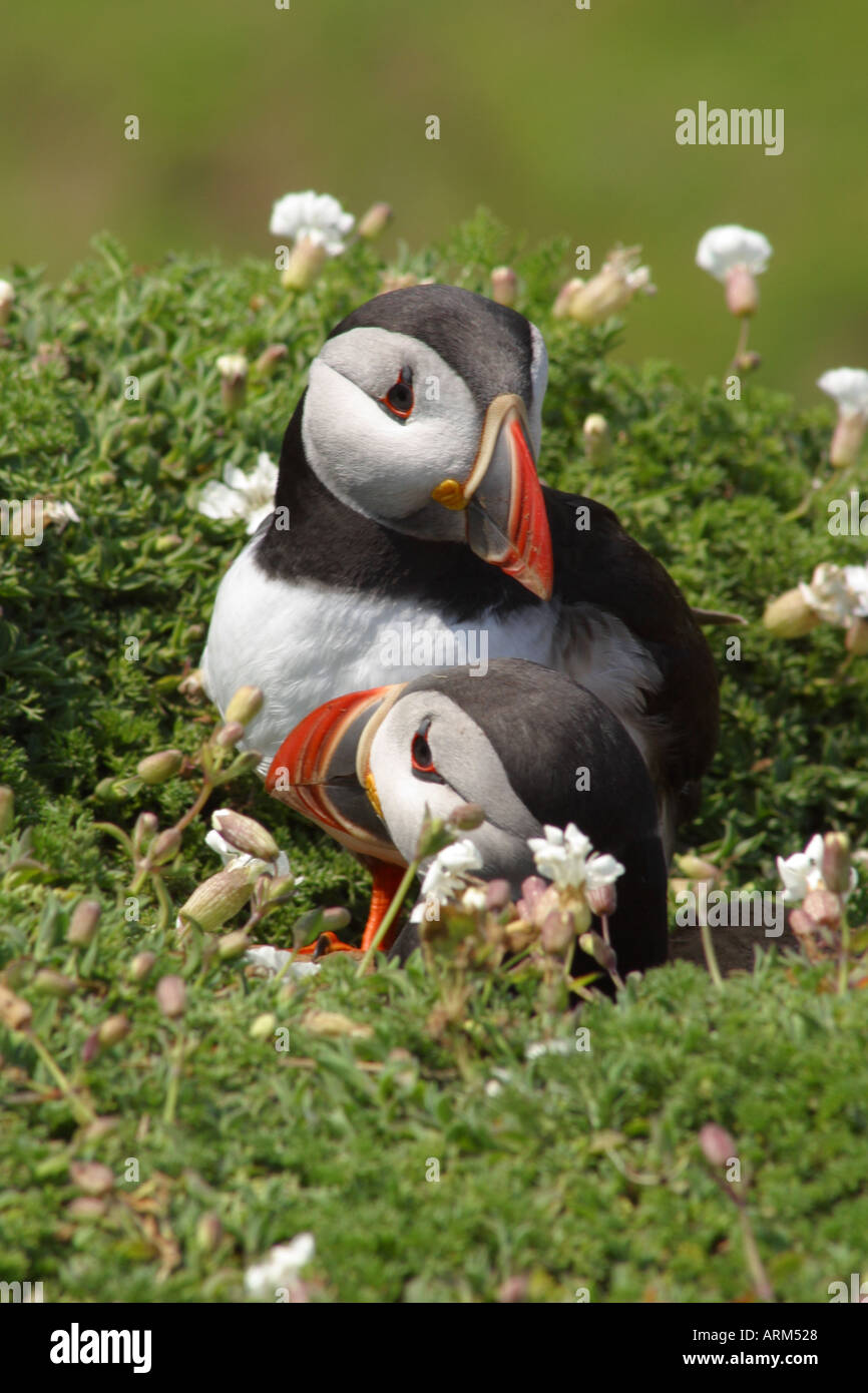 Two Puffin birds outside their burrow nest on Skomer Island ...