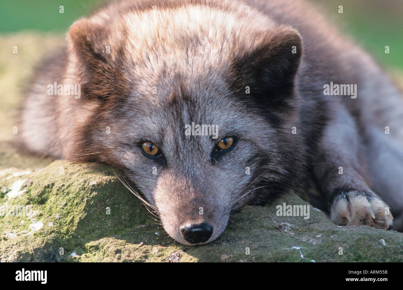 Arctic fox Alopex lagopus in Summer Stock Photo - Alamy
