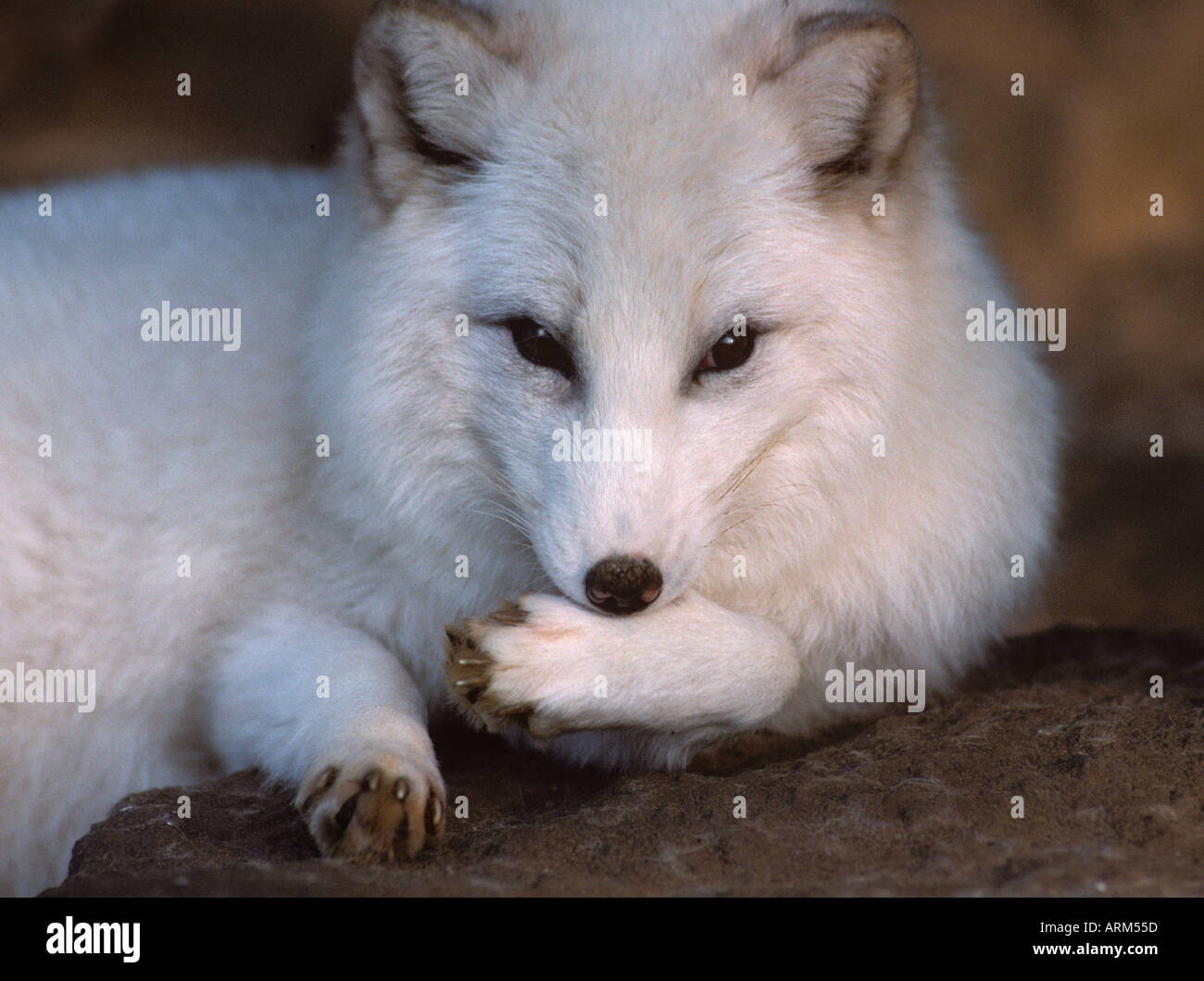 Arctic fox Alopex lagopus in winter Stock Photo - Alamy